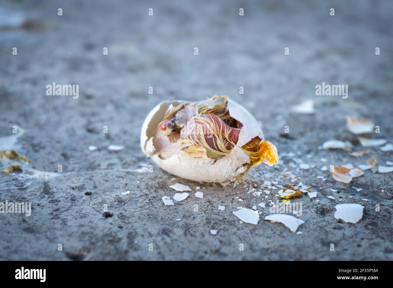 a broken pigeon egg with a dead chick on the pavement Stock Photo - Alamy