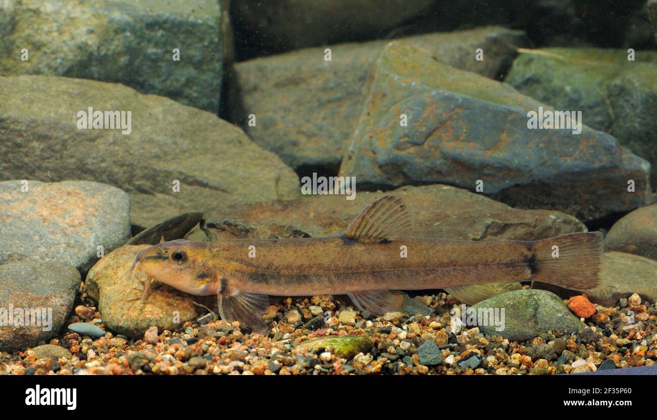 Banbridge river hi-res stock photography and images - Alamy