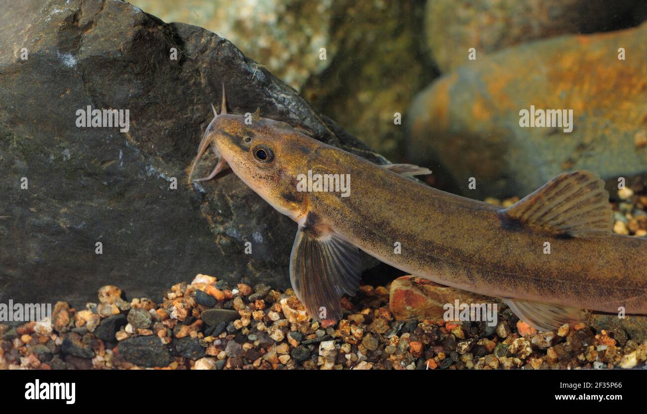 Banbridge river hi-res stock photography and images - Alamy
