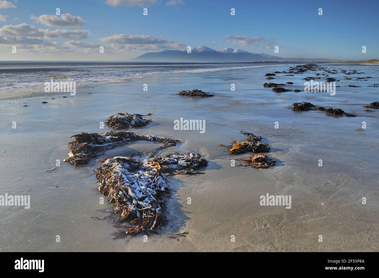 Strandline, Tyrella Beach, County Down, Credit:Robert Thompson / Avalon ...