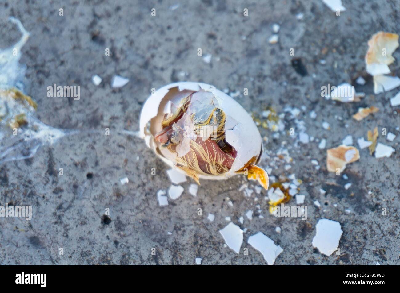 Chick Embryo High Resolution Stock Photography and Images - Alamy