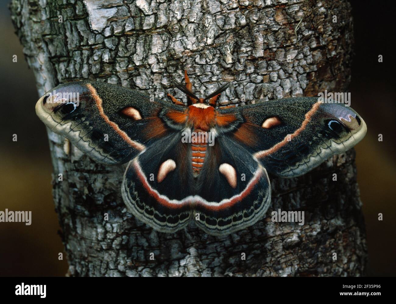 ROBIN MOTH Hyalophora cecropia North America, Credit:Robert Thompson ...