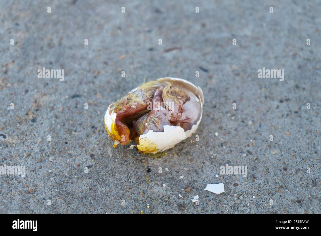 Chick embryo hi-res stock photography and images - Alamy