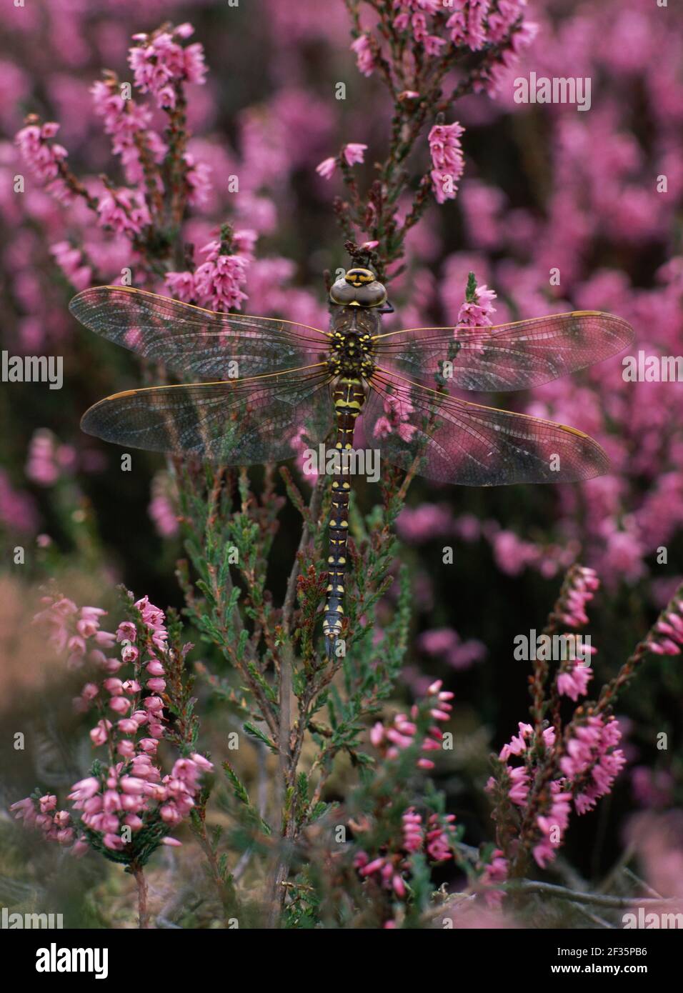 COMMON HAWKER DRAGONFLY Aeshna juncea female on heather August Lackan ...