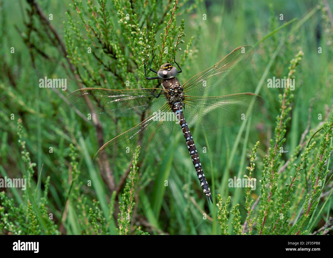 COMMON HAWKER DRAGONFLY Aeshna juncea female uncommon blue form July ...
