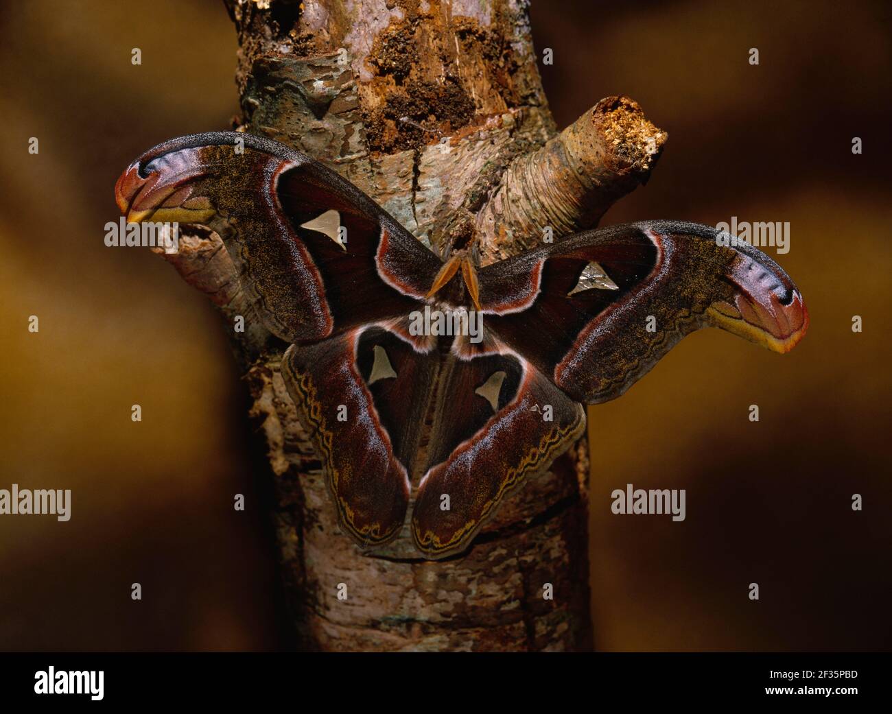 GIANT ATLAS SILK MOTH Attacus atlas on Silver Birch August, Credit ...