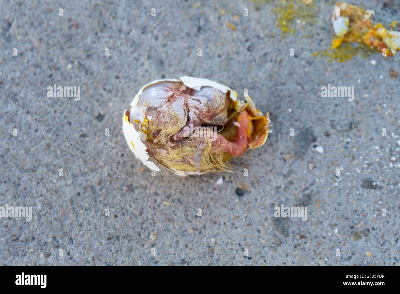 Chick embryo hi-res stock photography and images - Alamy