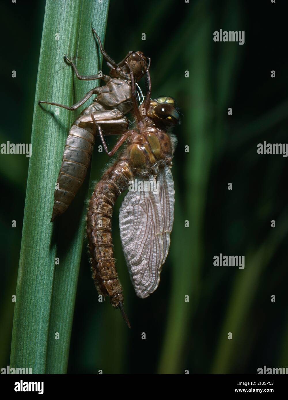 Dragonfly lifecycle hi-res stock photography and images - Alamy