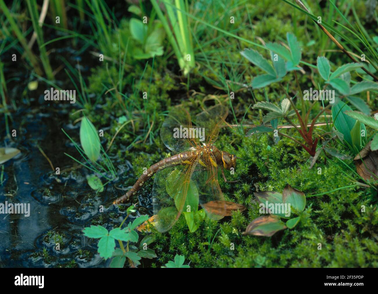 Ulster brown hi-res stock photography and images - Alamy