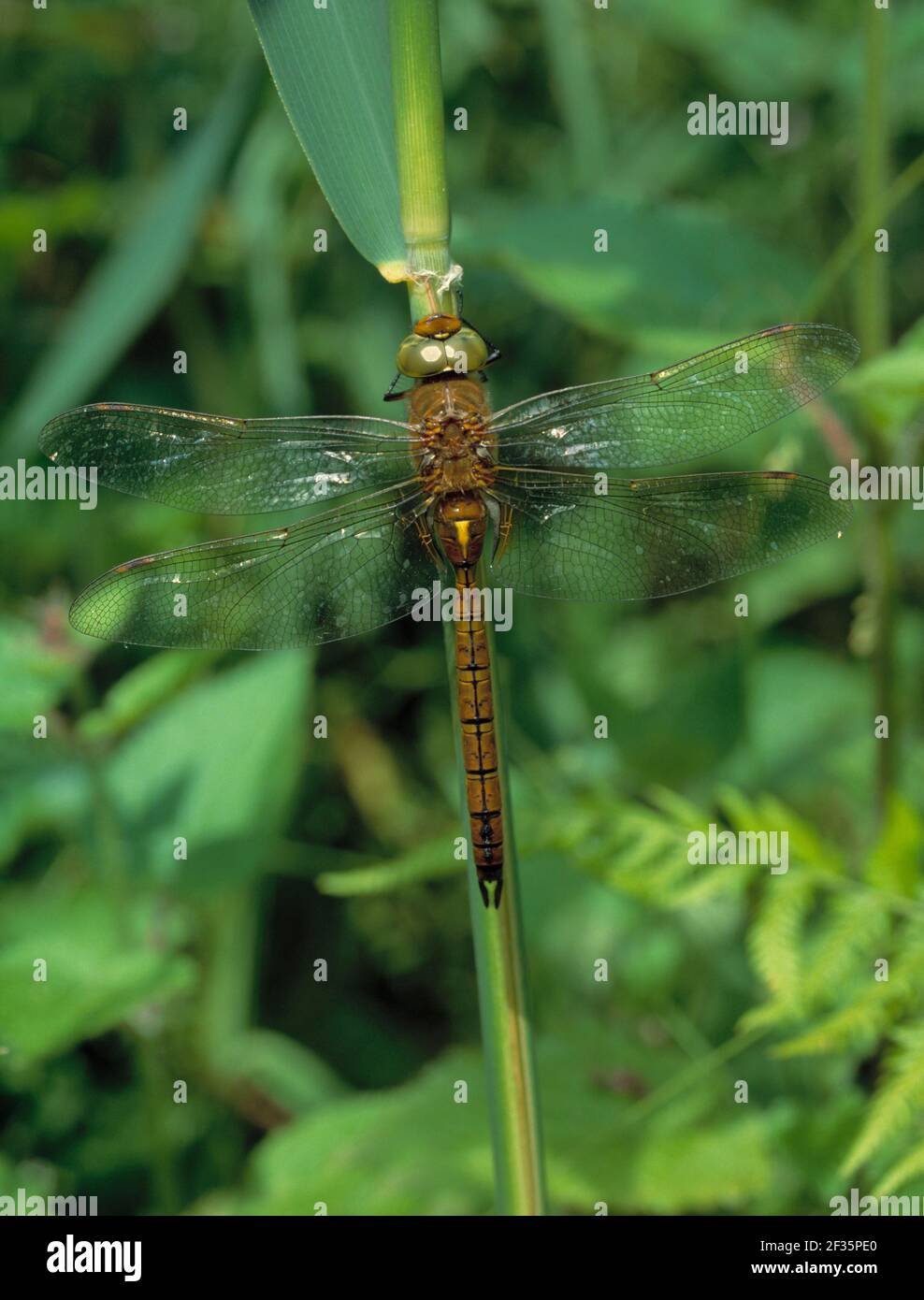 NORFOLK HAWKER DRAGONFLY Aeshna isosceles female, Upton Marsh, Norfolk ...