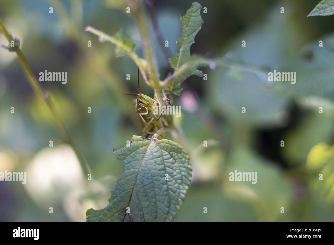 A selective focus shot of a grasshopper on a stem of a plant Stock ...