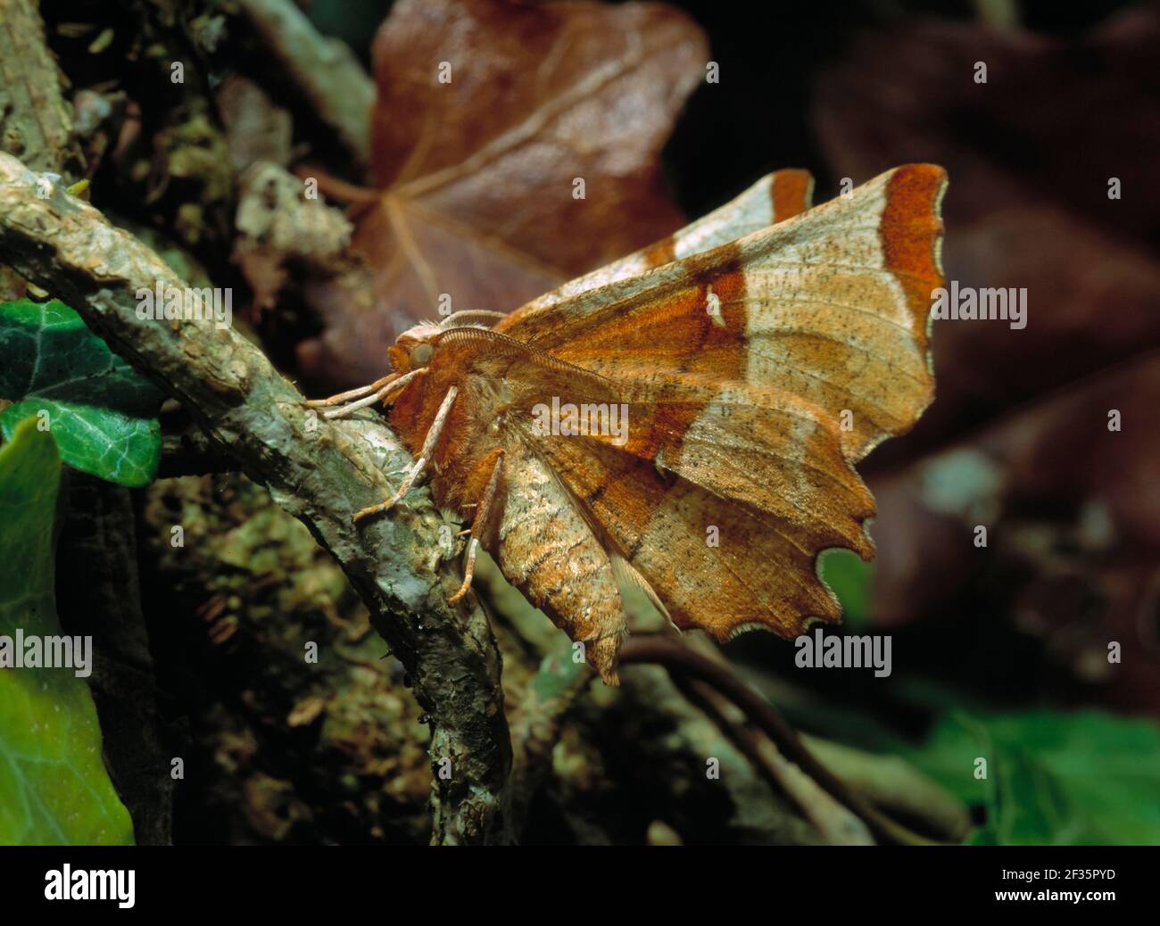Lunar thorn moth hi-res stock photography and images - Alamy
