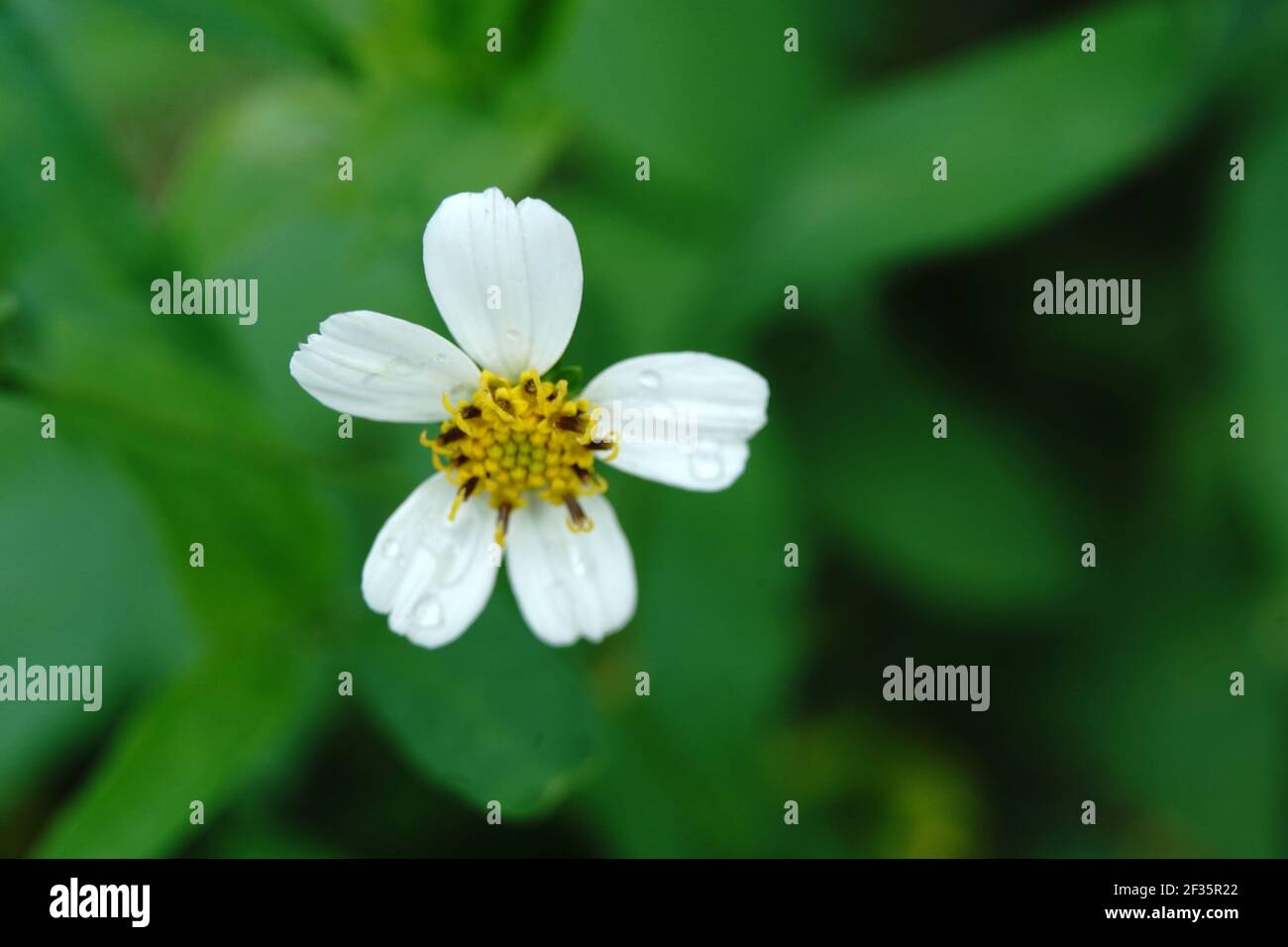 A closeu of a Black-jack flower Stock Photo - Alamy