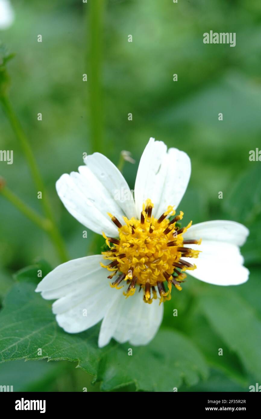 A close of a Black-jack flower Stock Photo - Alamy