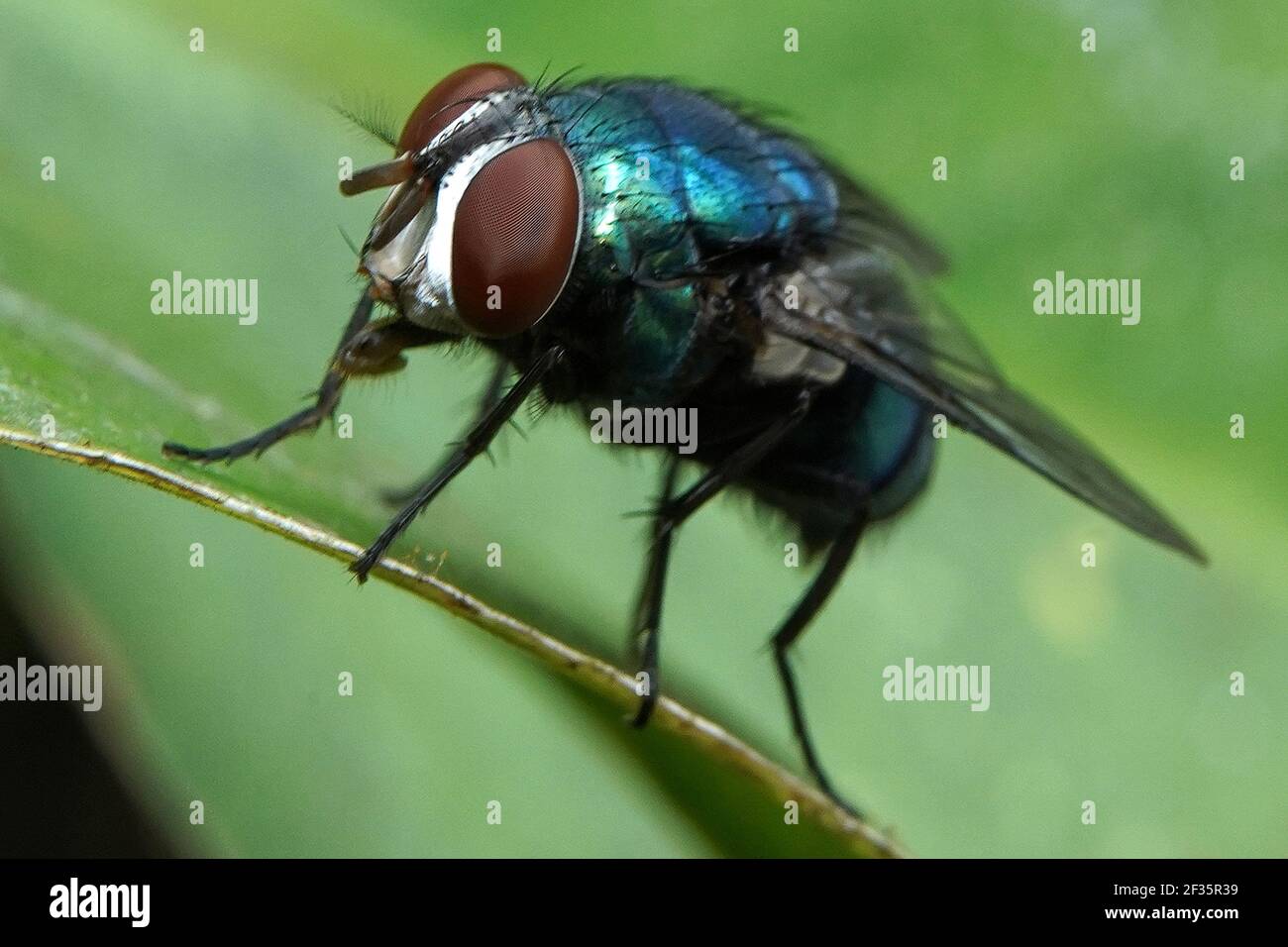 A closeup of green carrion fly on a green leaf Stock Photo - Alamy