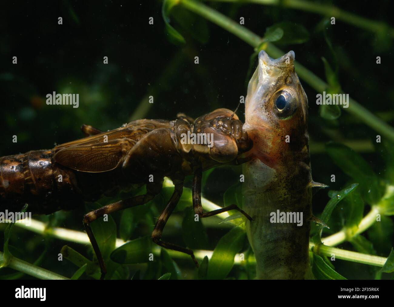 Dragonfly nymph eating fish hi-res stock photography and images - Alamy