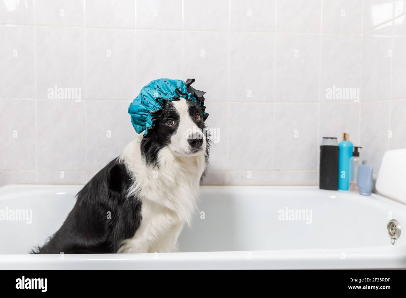 Funny indoor portrait of puppy dog border collie sitting in bath gets ...