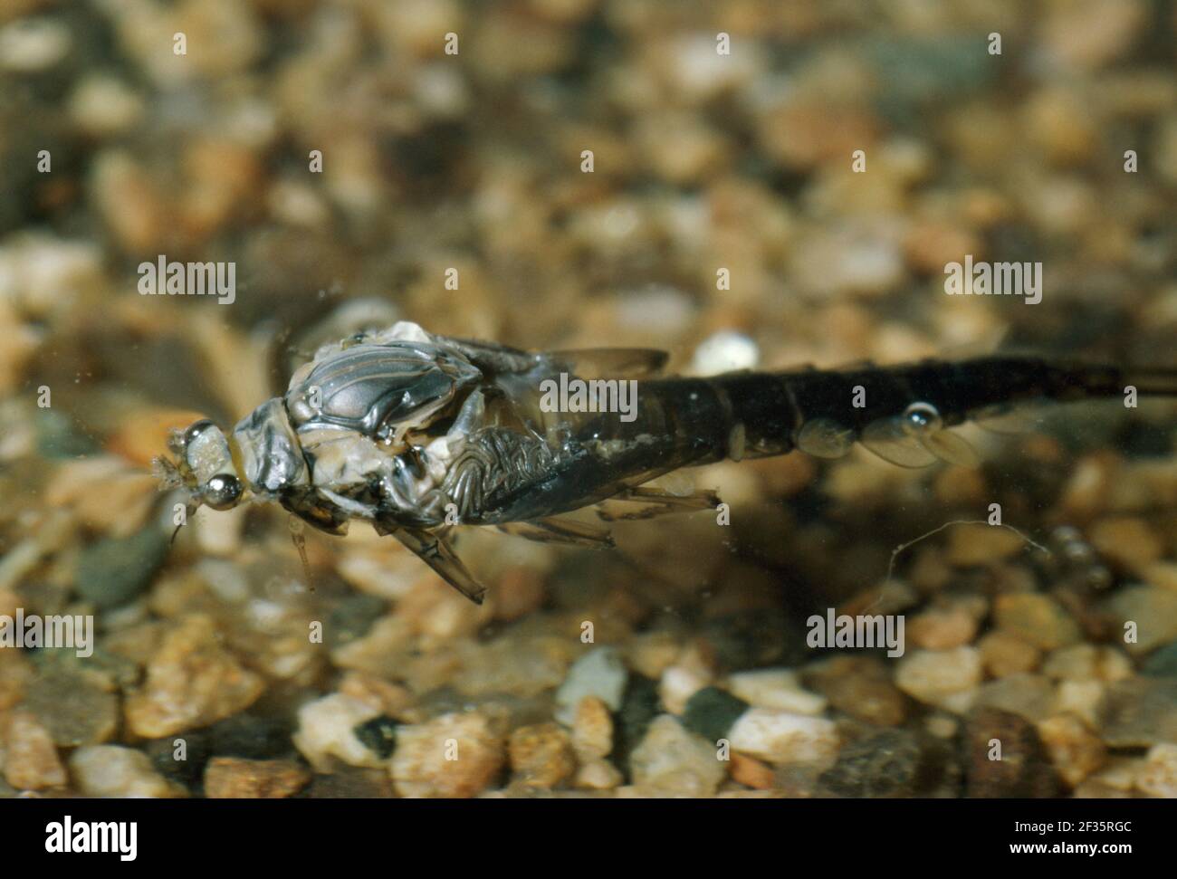 LARGE DARK OLIVE MAYFLY April Baetis rhodani emerging. River Lagan ...
