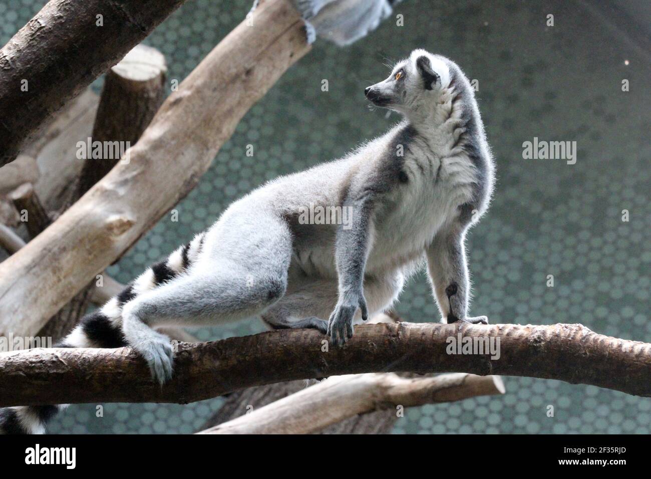 Katta hi-res stock photography and images - Alamy