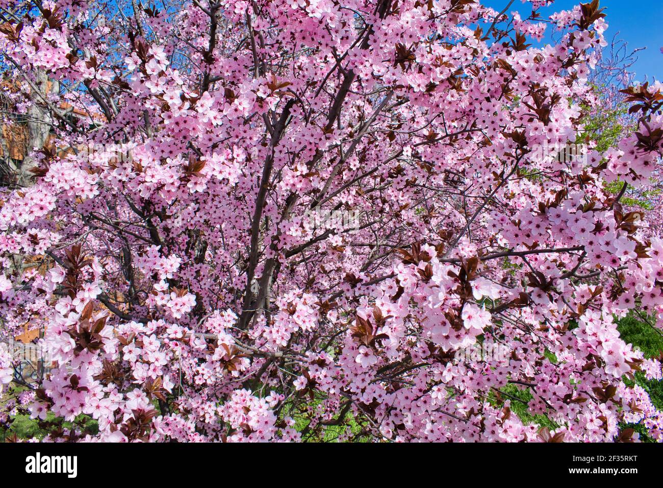 The pink flowers of a blooming almond tree in early spring Stock Photo ...