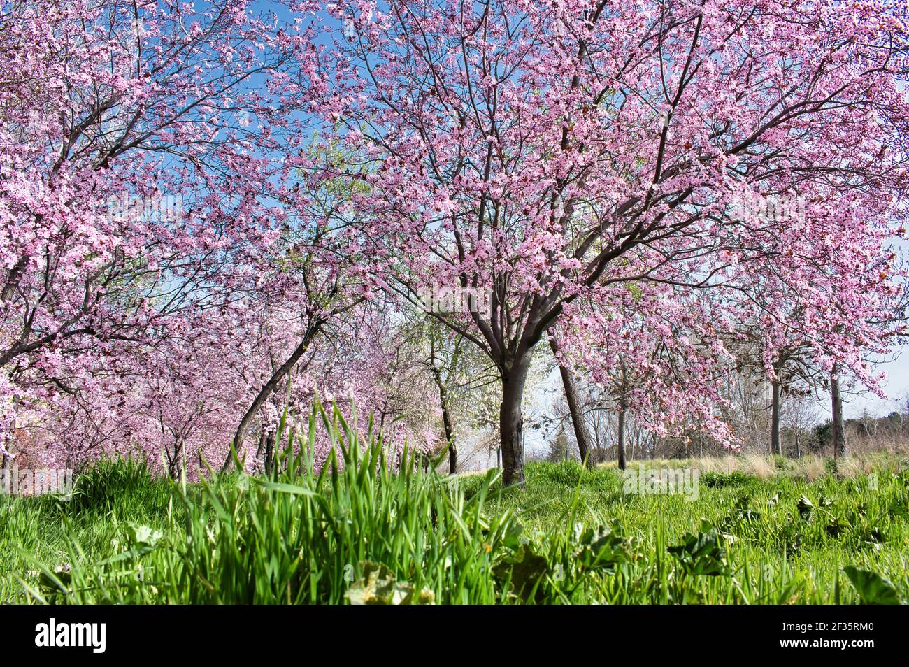 The blooming almond trees with pink flowers in a garden Stock Photo - Alamy