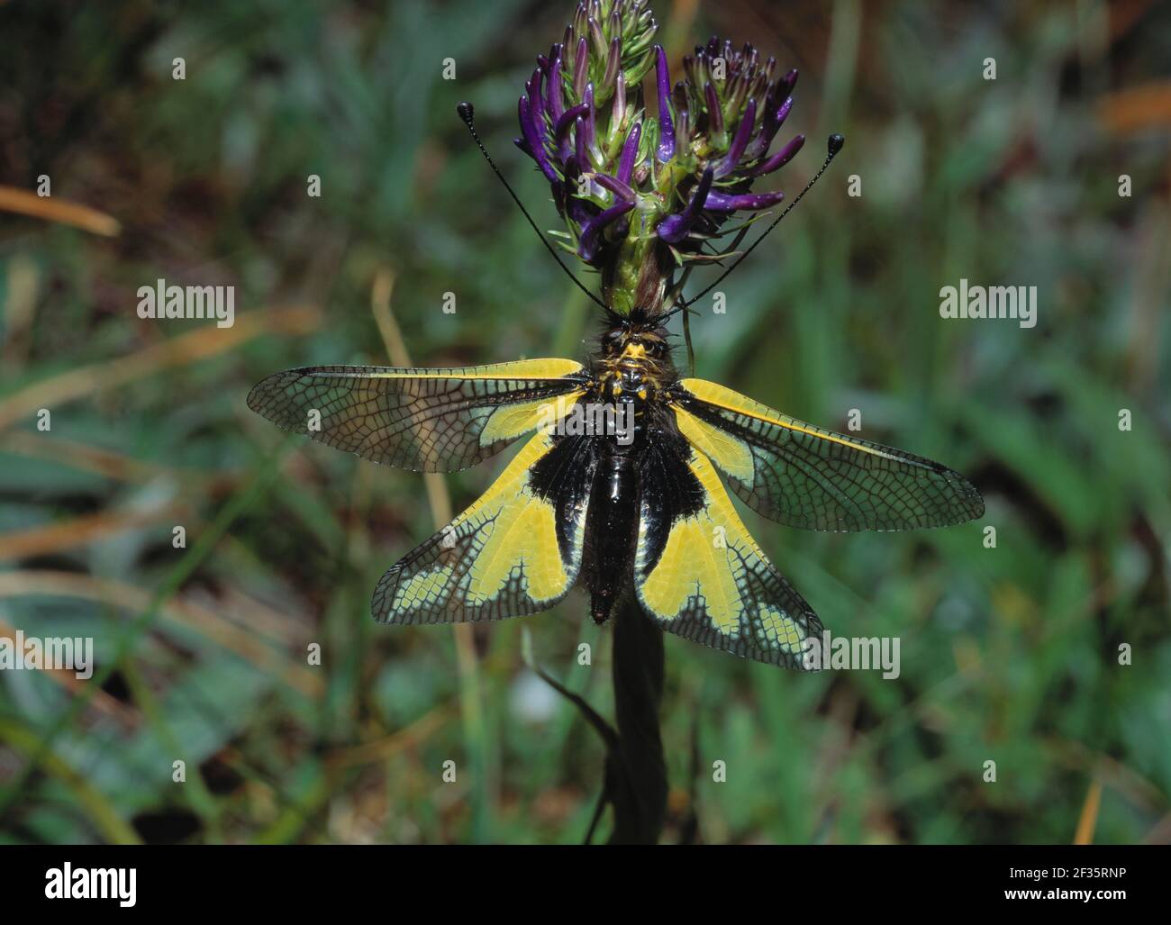Libelloides longicornis hi-res stock photography and images - Alamy