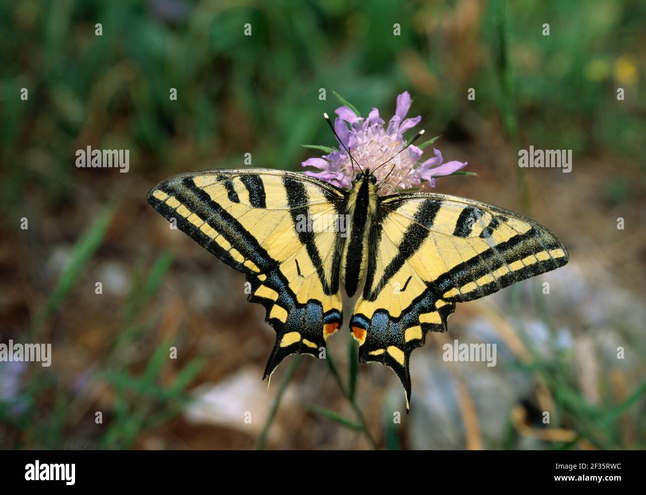 SOUTHERN SWALLOWTAIL BUTTERFLY Papilio alexanor at rest, wings open ...