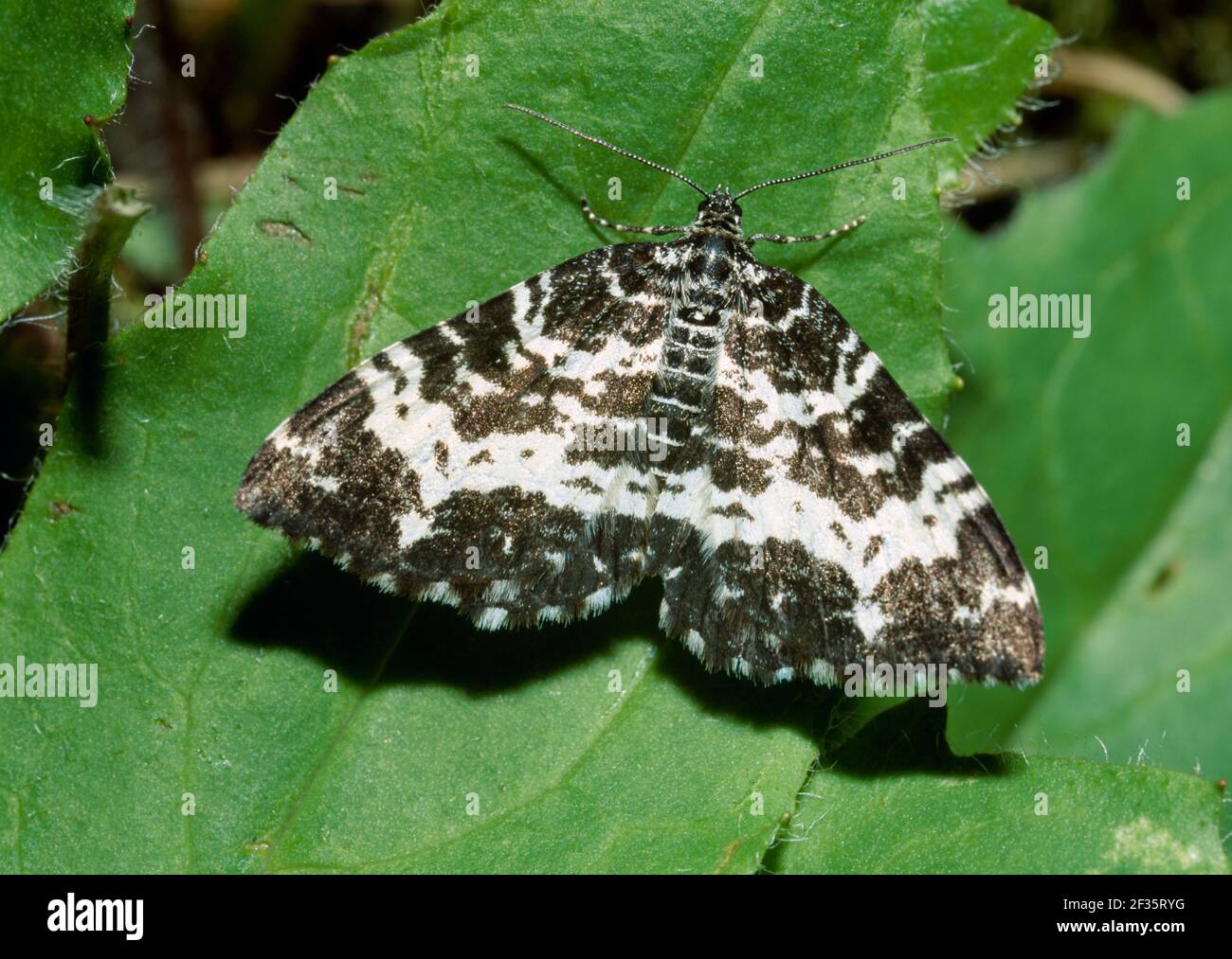 Sable moth hi-res stock photography and images - Alamy
