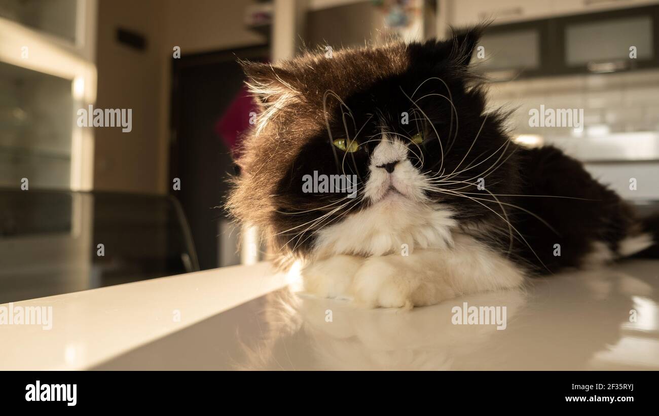 Iranian Cat High Resolution Stock Photography and Images - Alamy