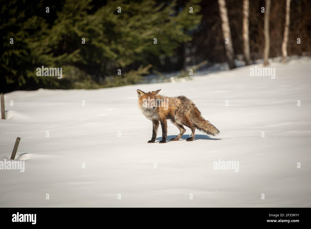 Fox mange hi-res stock photography and images - Alamy