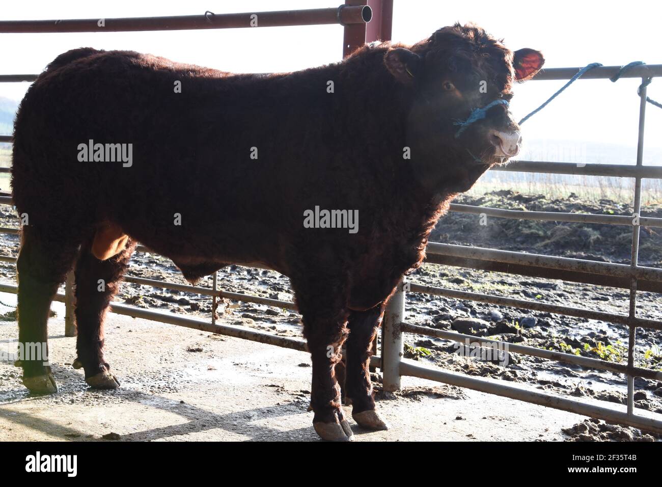 Roan bull hi-res stock photography and images - Alamy