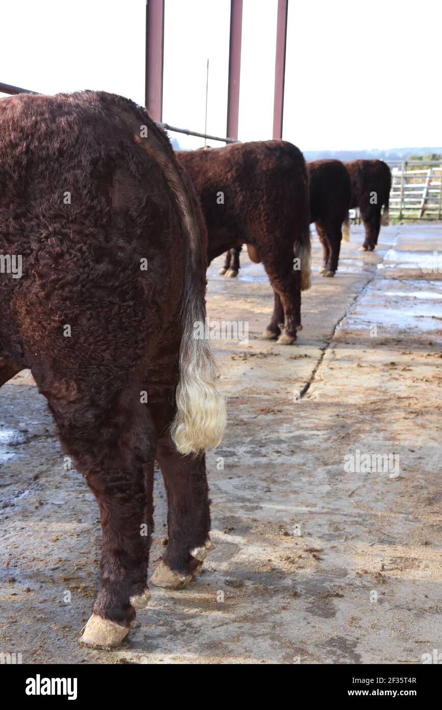 Luing cattle hi-res stock photography and images - Alamy