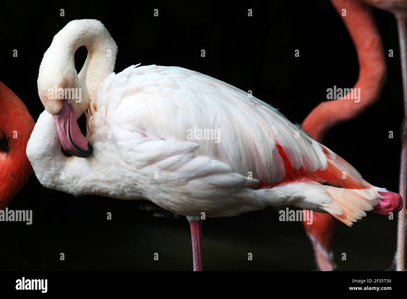 Rosaflamingo hi-res stock photography and images - Alamy