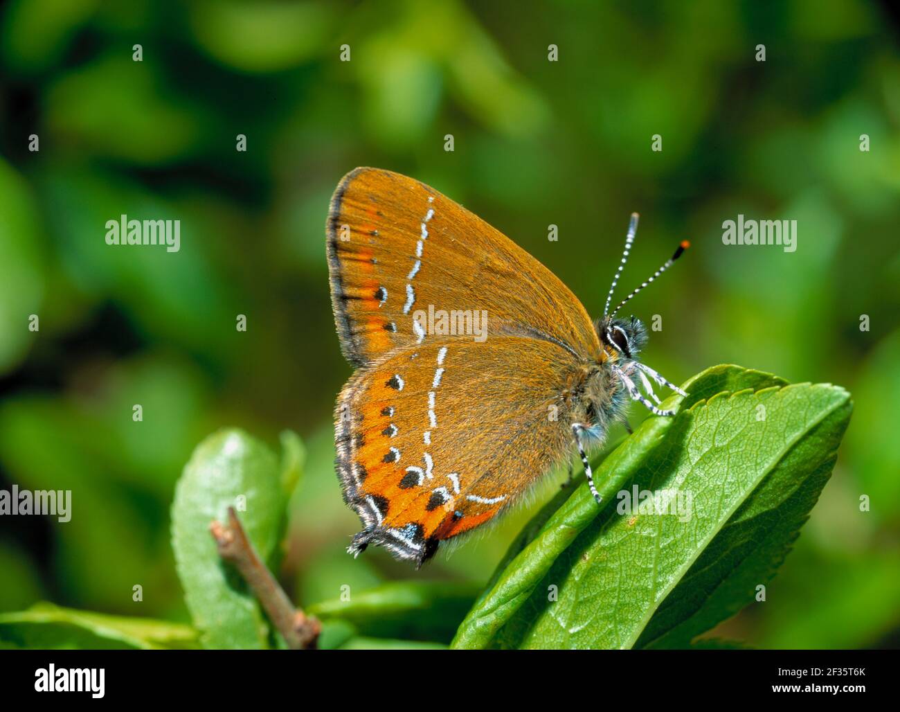 Grendon hi-res stock photography and images - Alamy