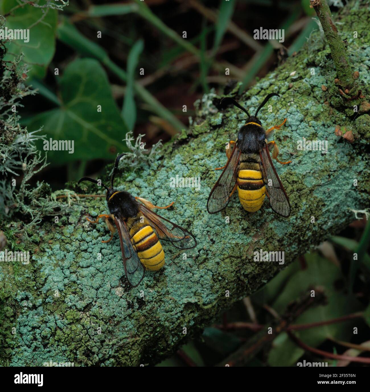 Lunar Hornet Moth High Resolution Stock Photography and Images - Alamy