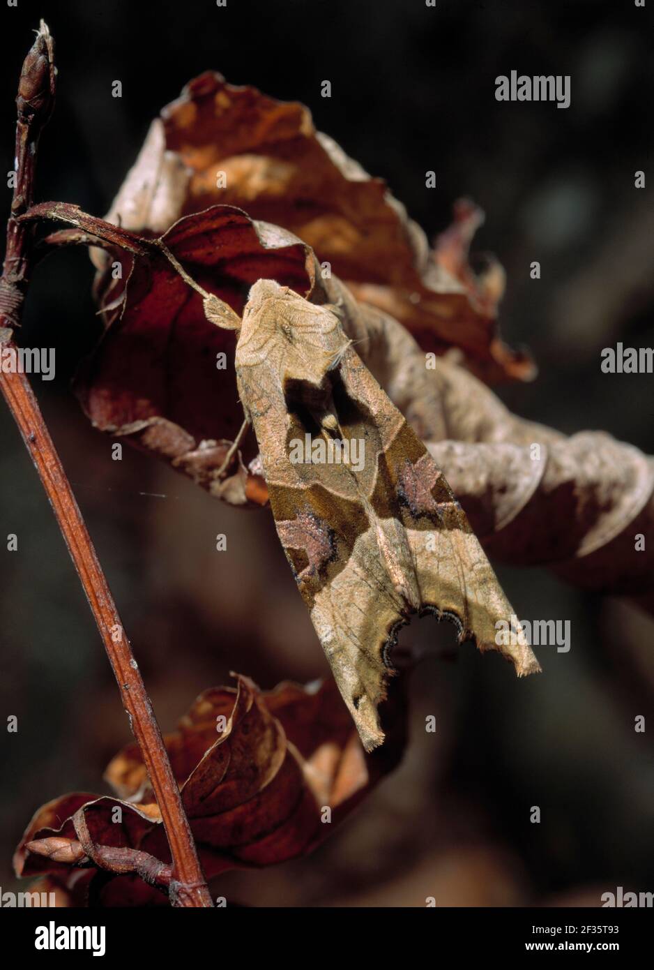 Dead leaf moths hi-res stock photography and images - Alamy