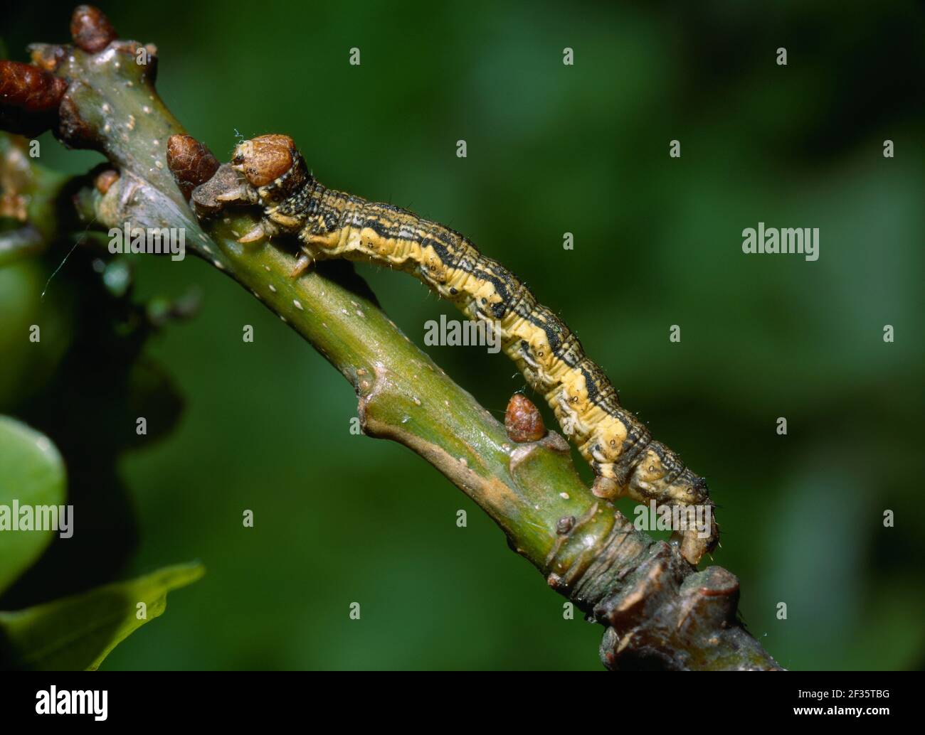 MOTTLED UMBER MOTH caterpillar Erannis defoliaria on twig, Credit ...