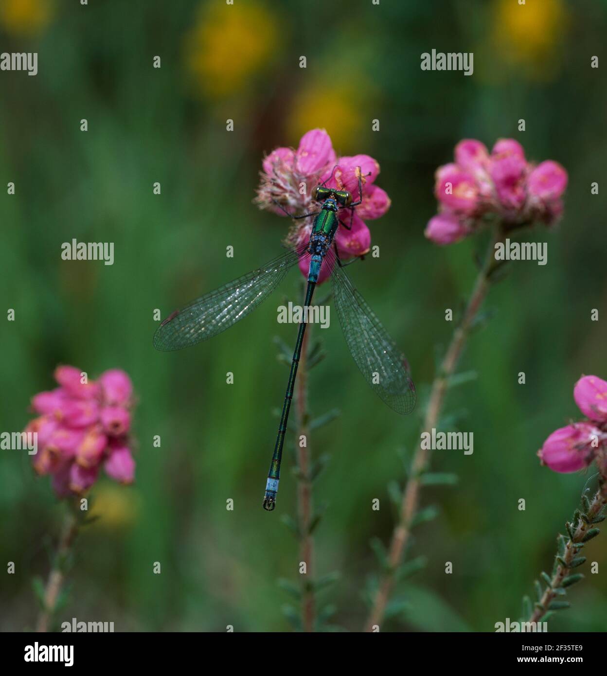 EMERALD DAMSELFLY Lestes sponsa on heather, Credit:Robert Thompson ...