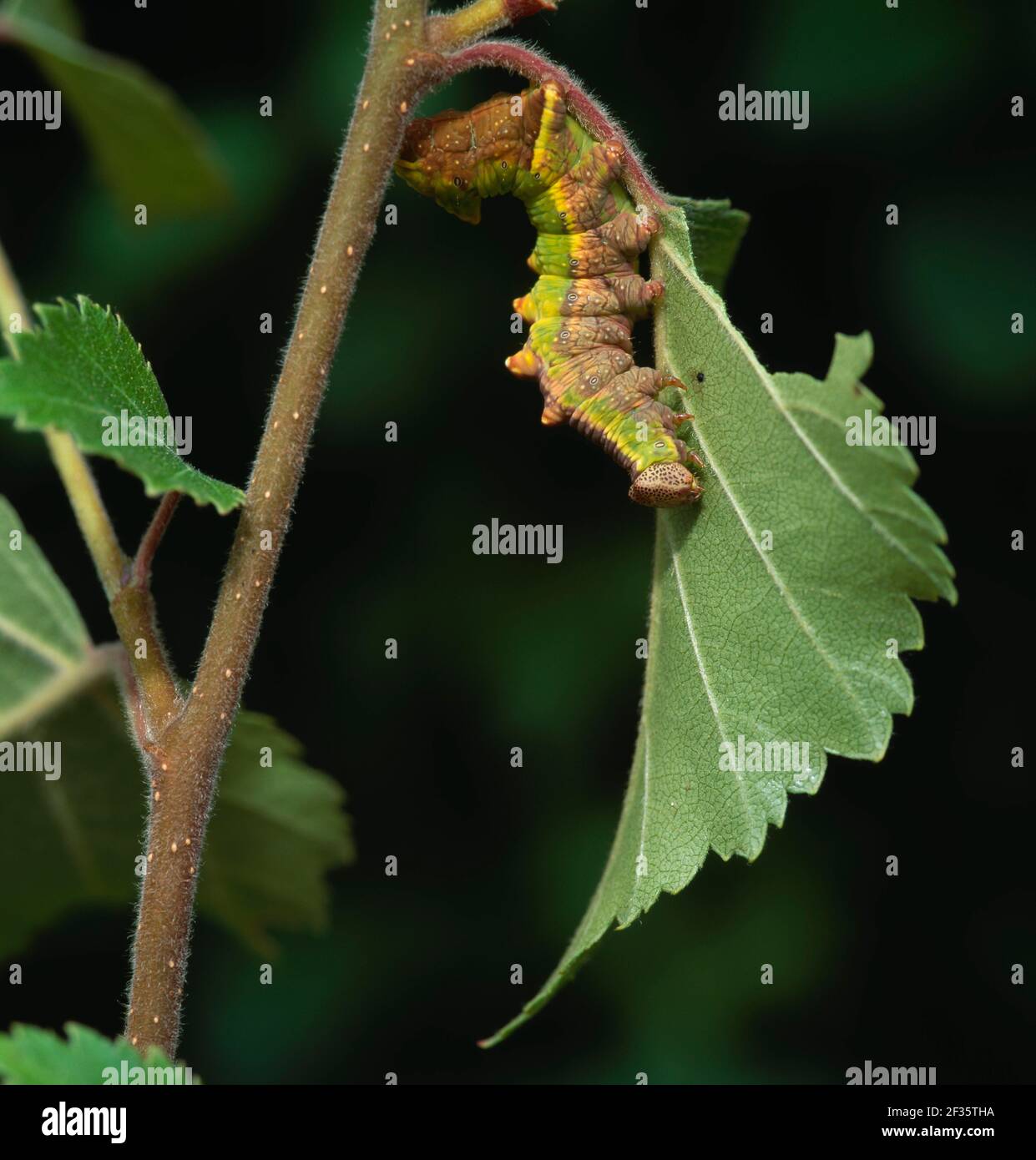 IRON PROMINENT MOTH larva on leaf Notodonta dromedarius, Credit:Robert ...