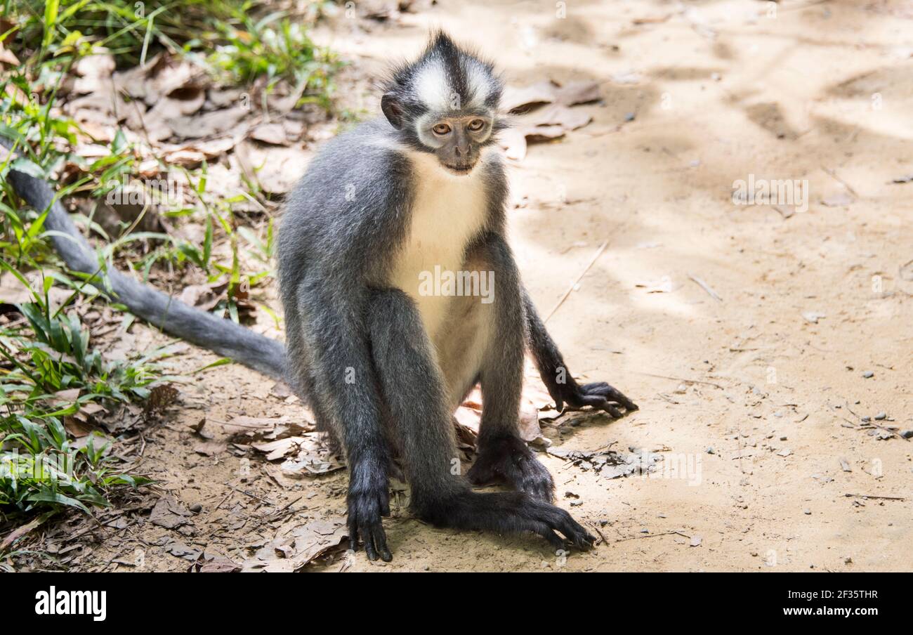 Thomas monkey hi-res stock photography and images - Alamy