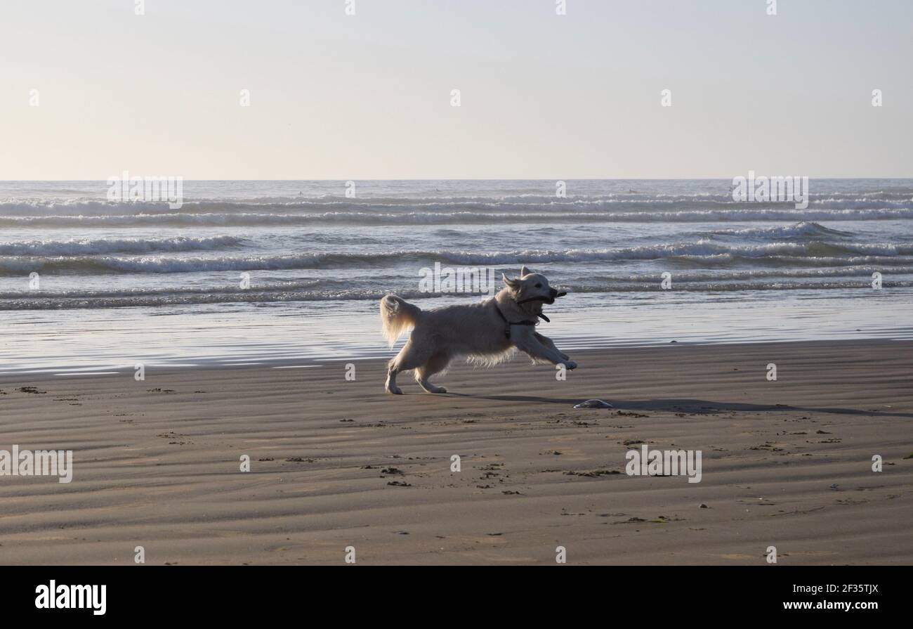 A happy long-haired white Lab mix adult dog running on the beach with a ...