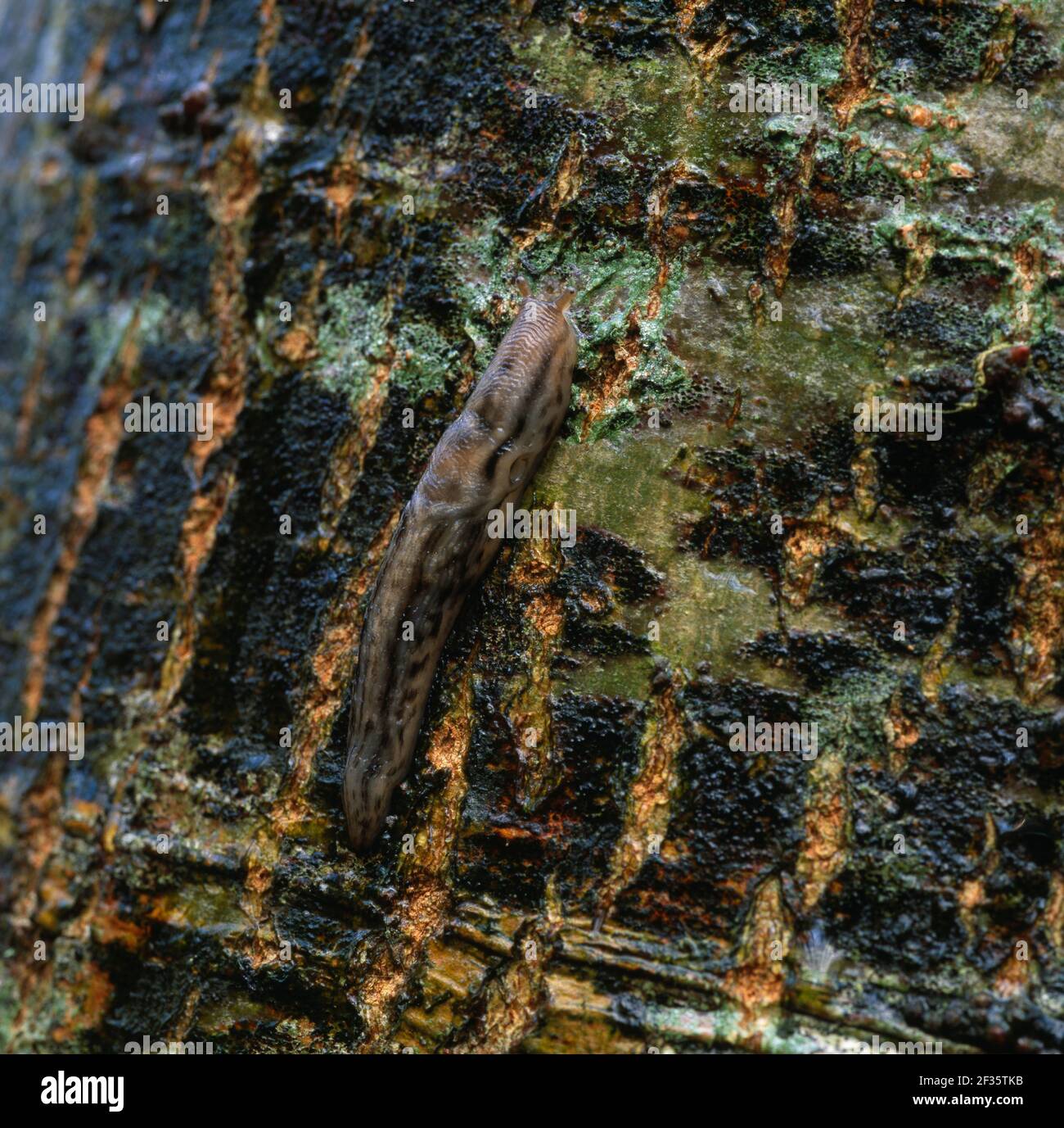 TREE SLUG Lehmannia marginata Gosford Forest Park, Markethill, Armagh, southern Ulster, Ireland ...