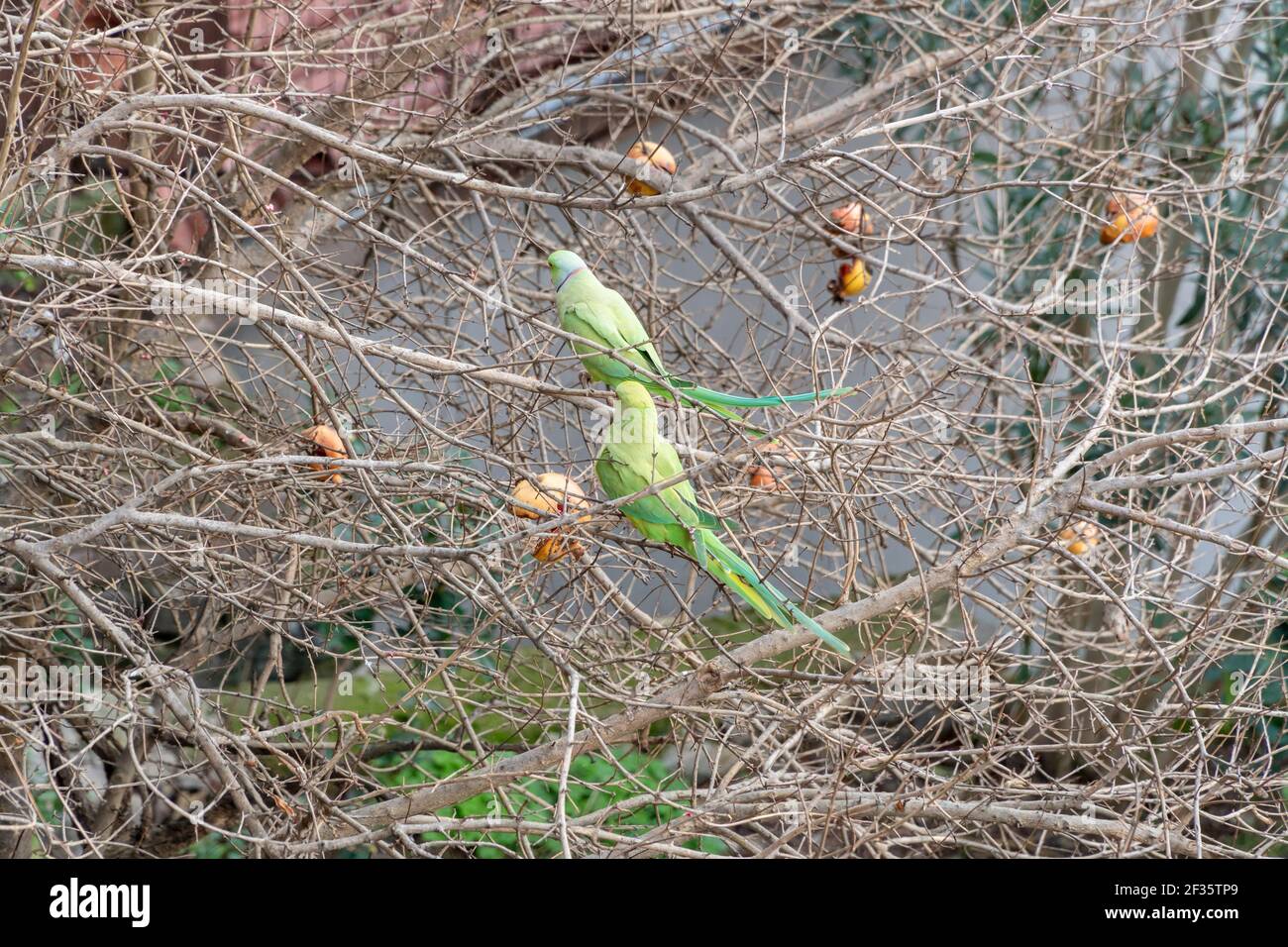 Two green parrots hi-res stock photography and images - Alamy