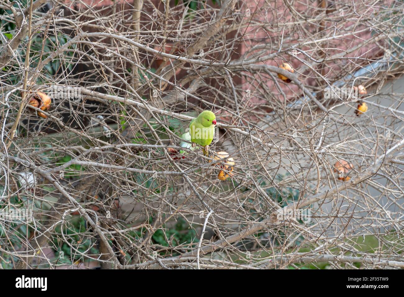 Two green parrots hi-res stock photography and images - Alamy