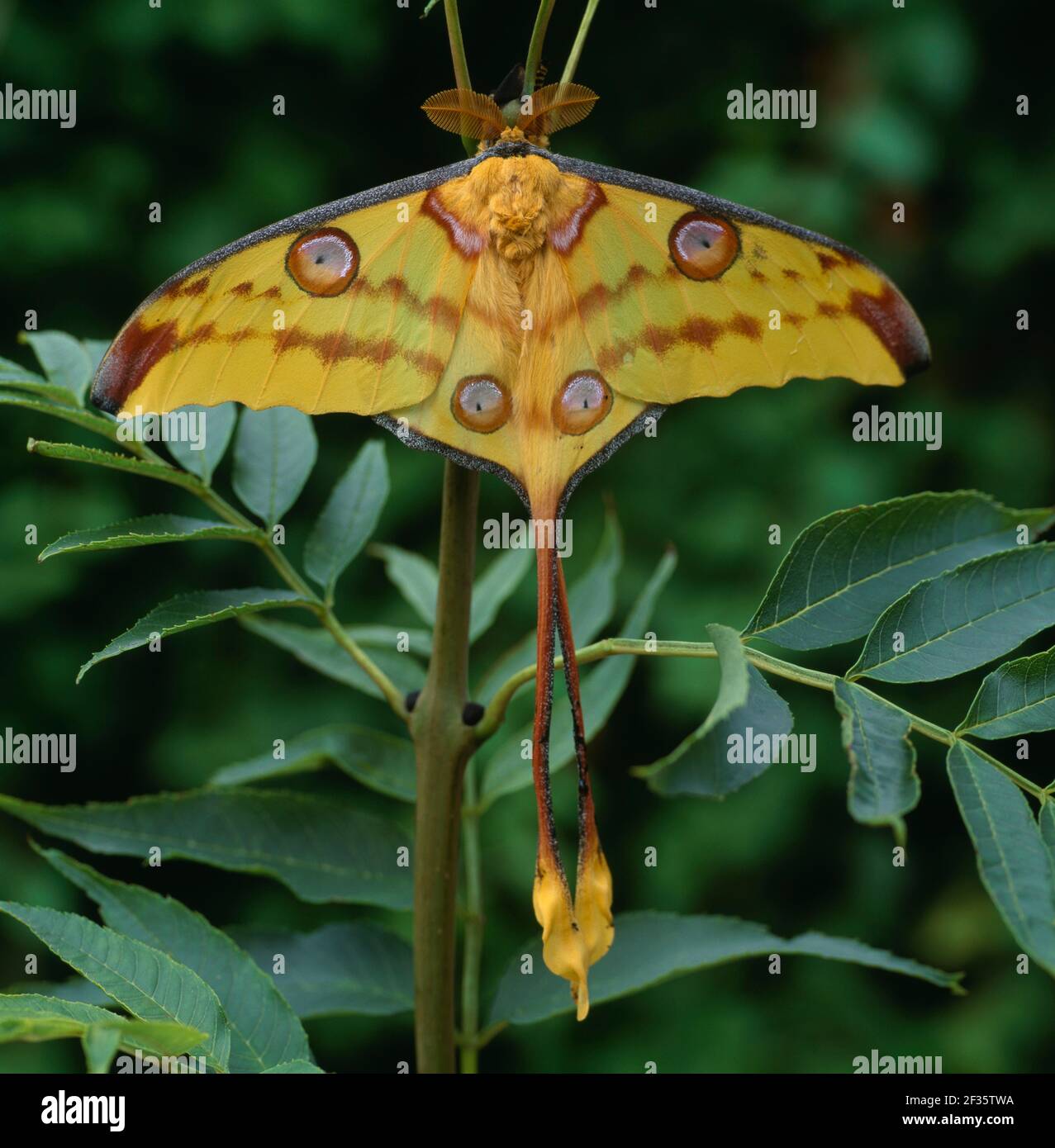 Madagascan moon moth hi-res stock photography and images - Alamy