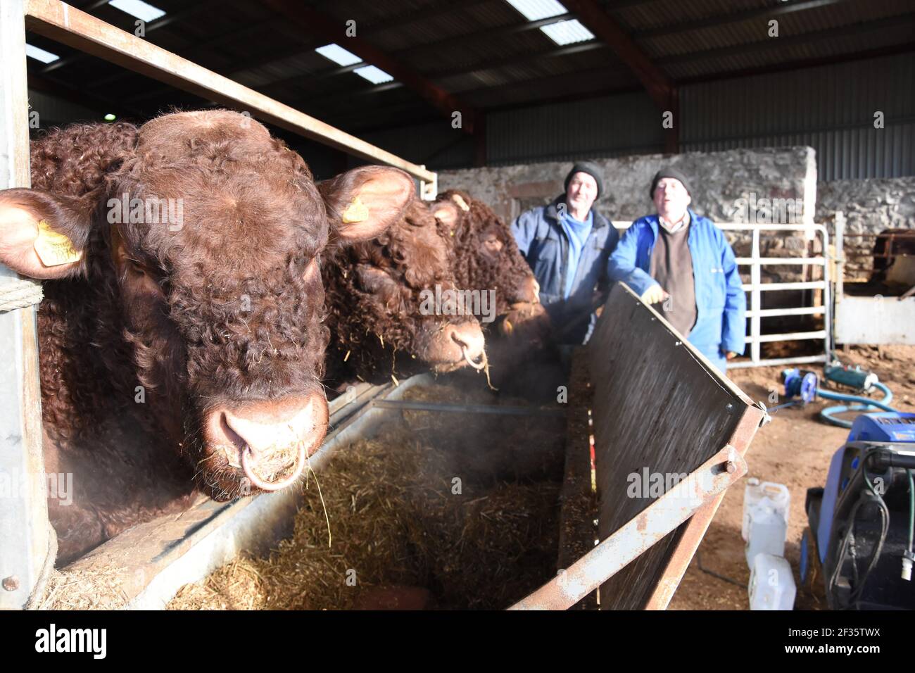 Luing bulls being prepared for sale, Whitebog, Black Isle, Scotland ...