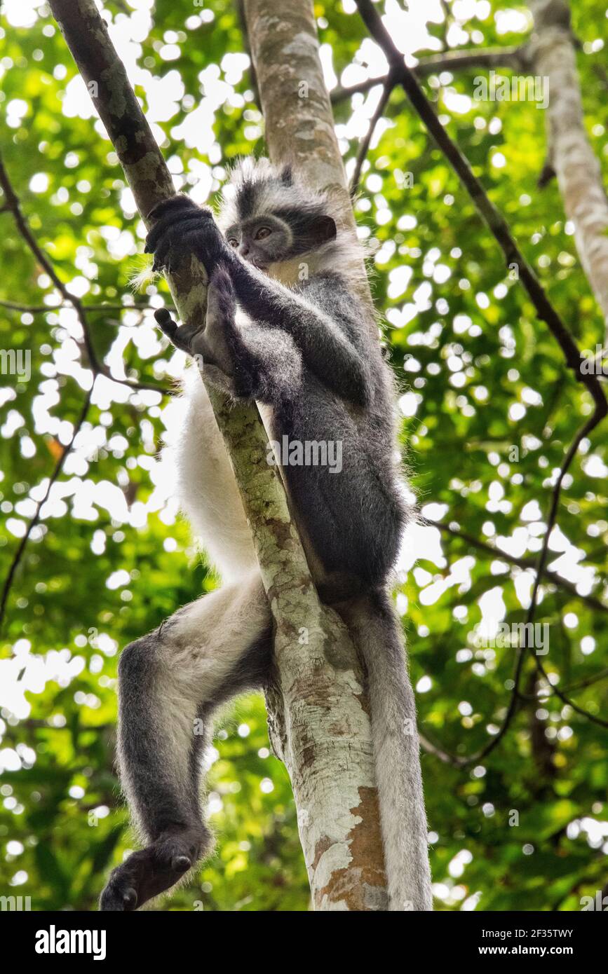 Thomas monkeys hi-res stock photography and images - Alamy