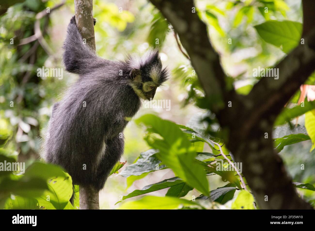 Thomas monkeys hi-res stock photography and images - Alamy