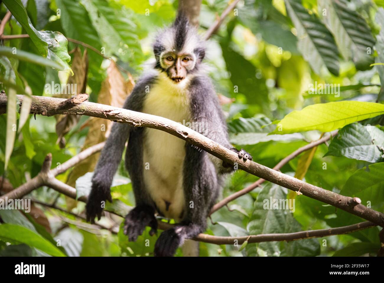 Lawand hi-res stock photography and images - Alamy