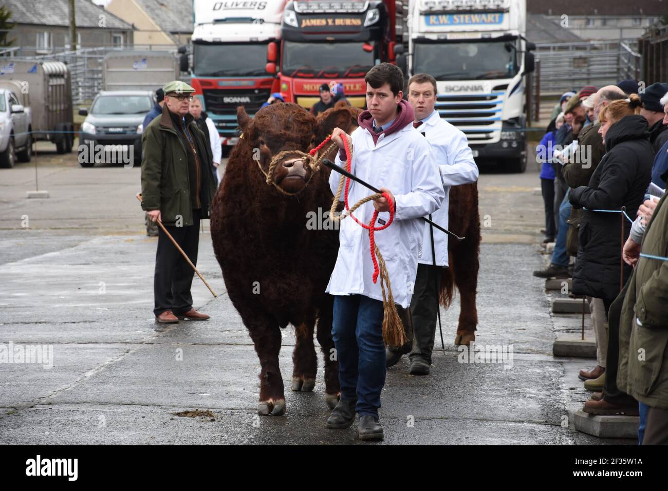 Luing bulls on parade, Wallets Marts, Castle Douglas, Dumfries ...